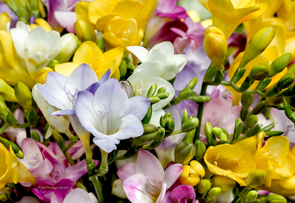 Fine Art - Botanical - Spring - Limited Edition – ZFolio